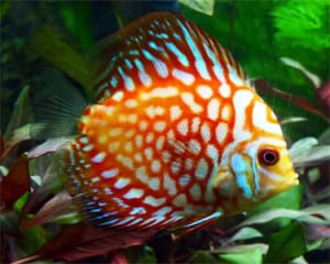 Pigeon Blood Discus - Symphysodon Aequifaciatus sp. - Tropical Fish Site