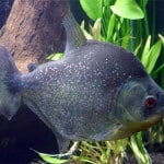 Disk Tetra – Myleus Schomburgkii | Tropical Fish Site