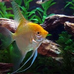 Albino Discus – Symphysodon Aequifaciatus sp. | Tropical Fish Site