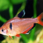 Disk Tetra – Myleus Schomburgkii | Tropical Fish Site