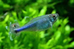Cochu's Blue Tetra - Boehlkea Fredcochui - Tropical Fish Site
