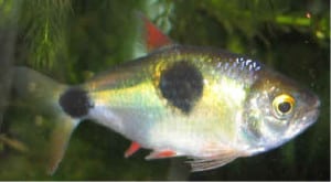 Bucktooth Tetra - Exodon Paradoxus - Tropical Fish Site