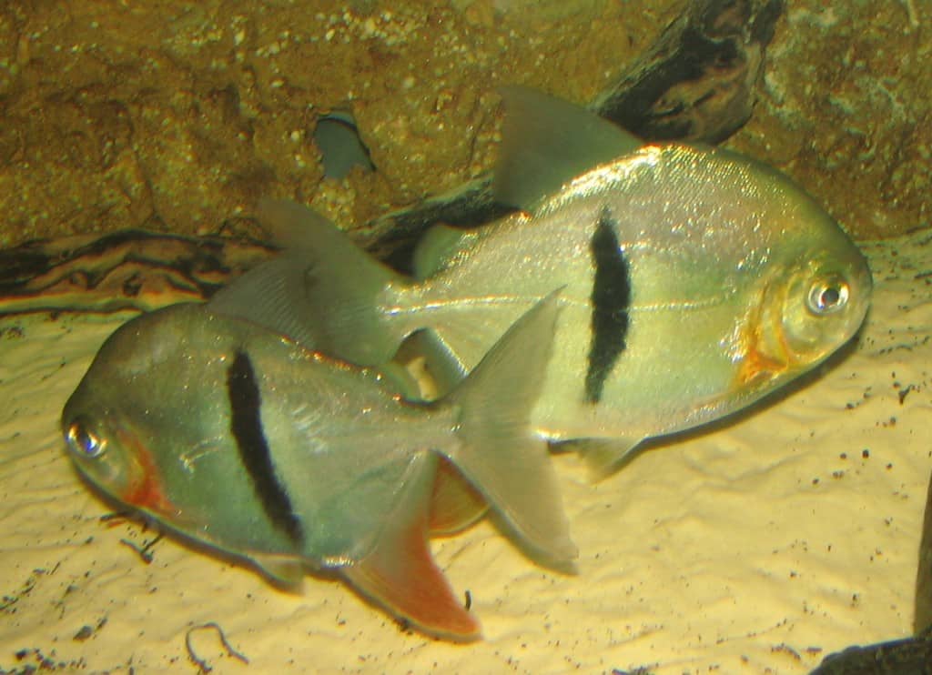 Disk Tetra – Myleus Schomburgkii | Tropical Fish Site