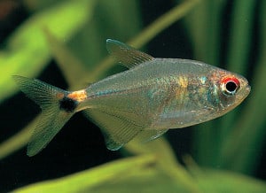 Head and Tail Light Tetra - Hemigrammus Ocellifer - Tropical Fish Site