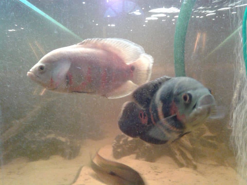 600 ltr Tank - Tropical Fish Site