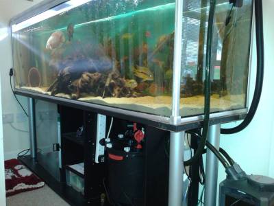 600 ltr Tank - Tropical Fish Site