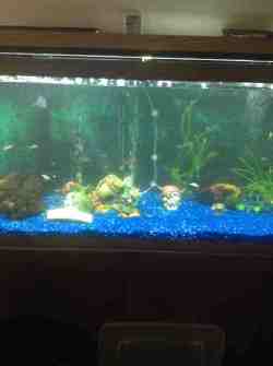 90g Freshwater - Tropical Fish Site