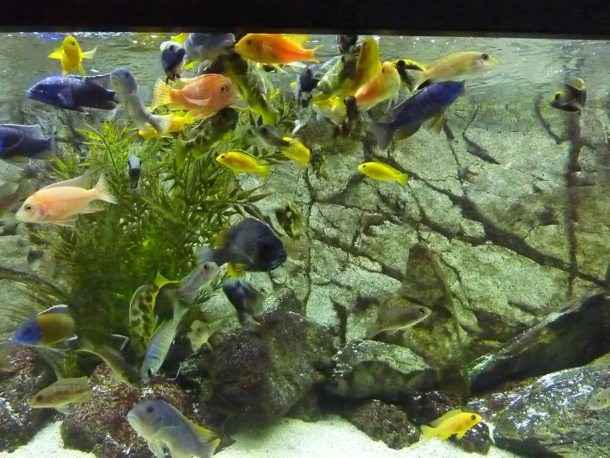 Mixed Malawi Fish Tank Aquarium - Tropical Fish Site