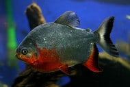 Red Belly Pacu - Piaractus Brachypomum - Tropical Fish Site