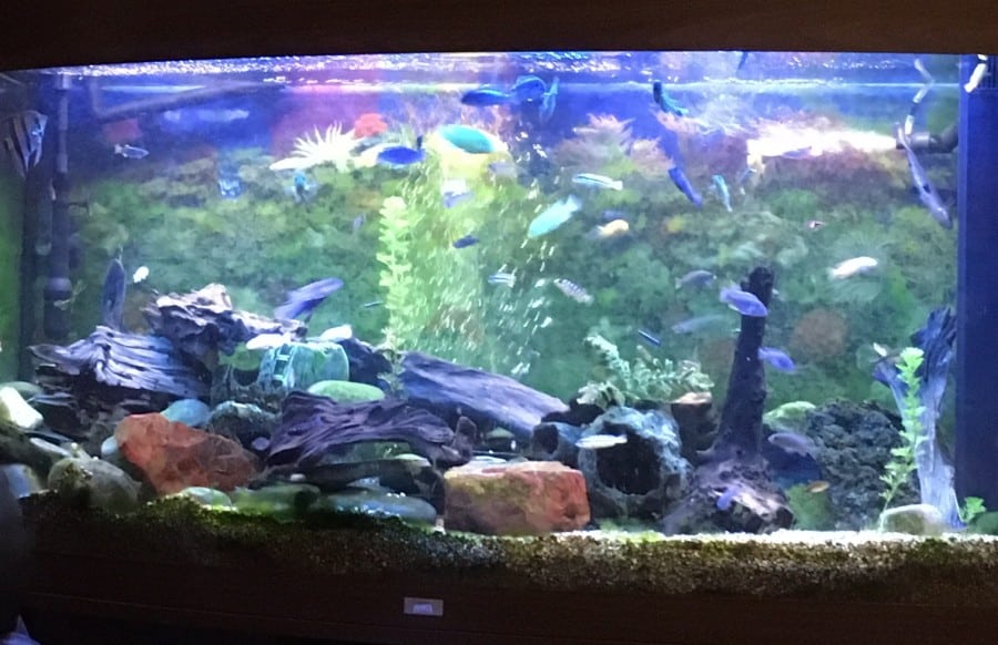 Juwel Vision 260 Fish Tank Aquarium - Tropical Fish Site