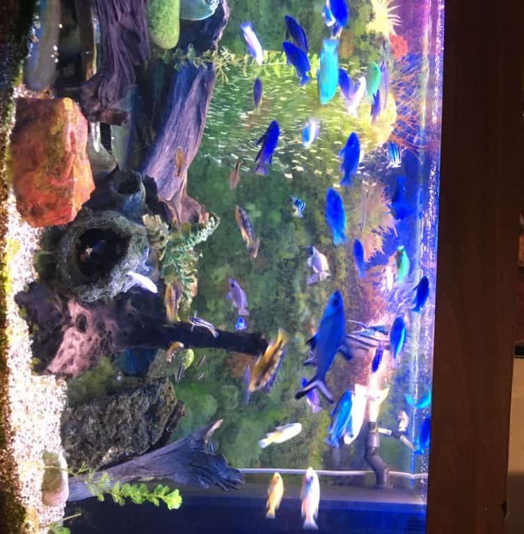 Juwel Vision 260 Fish Tank Aquarium - Tropical Fish Site