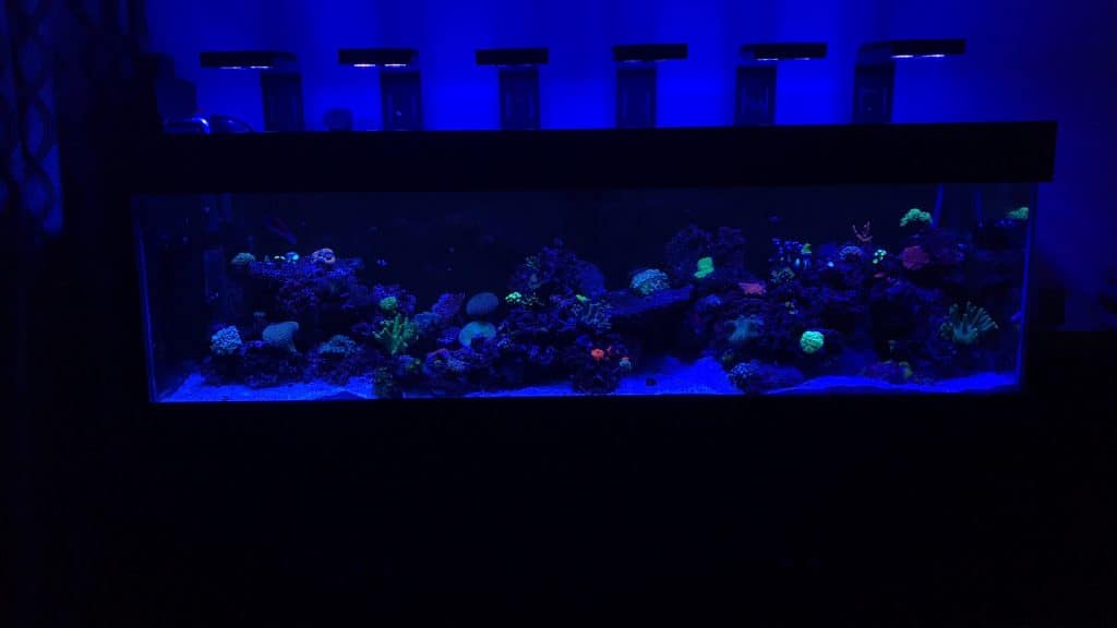 Mixed Marine Real Reef Fish Tank Aquarium – Tropical Fish Site